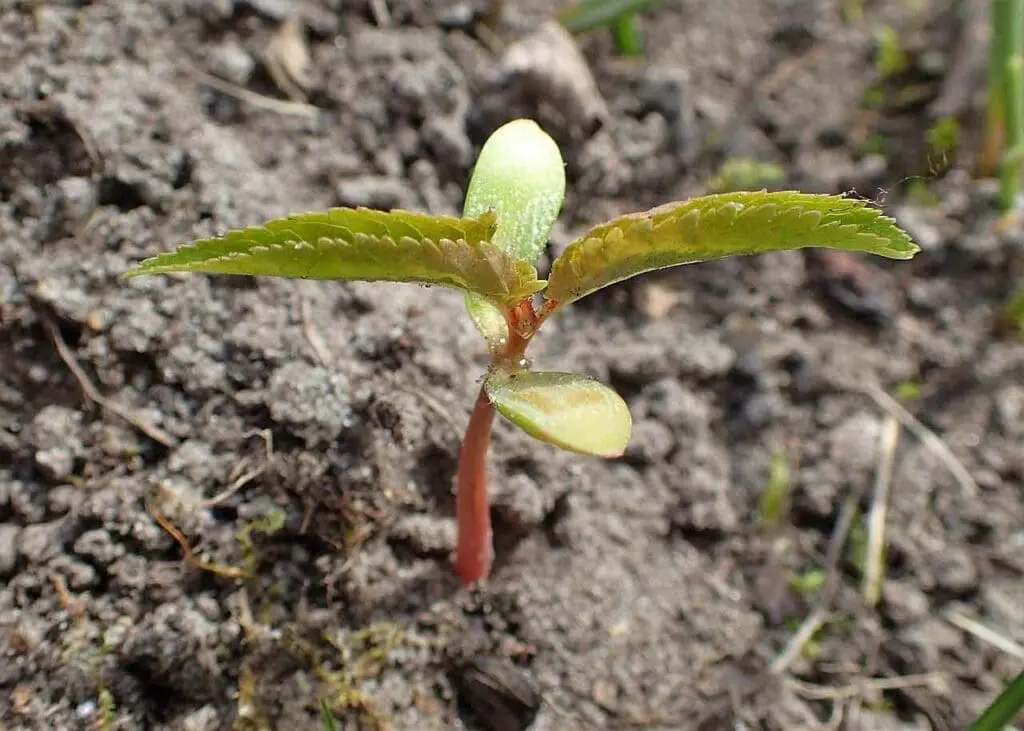 How To Grow Wild Cherry Trees From Seed A Simple Recipe How To Grow Wild Cherry Trees From Seed A Simple Recipe