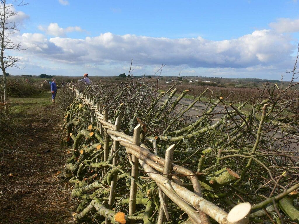 How to lay a hedge Midlands style - a complete guide