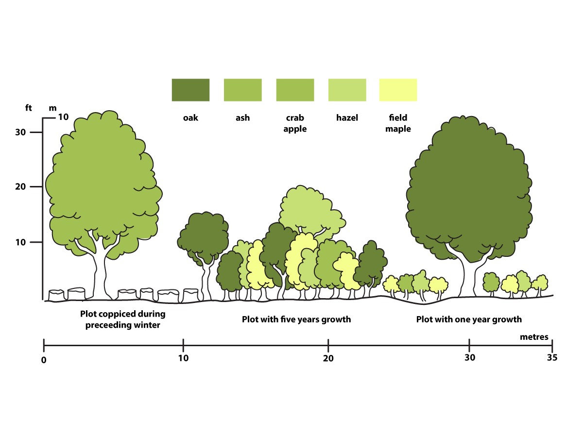 Coppicing - Why Cut Down Trees for Conservation?