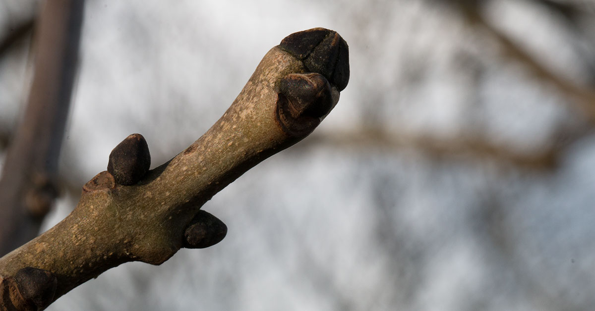 Tree Identification Guide: Identify Tree Species Easily