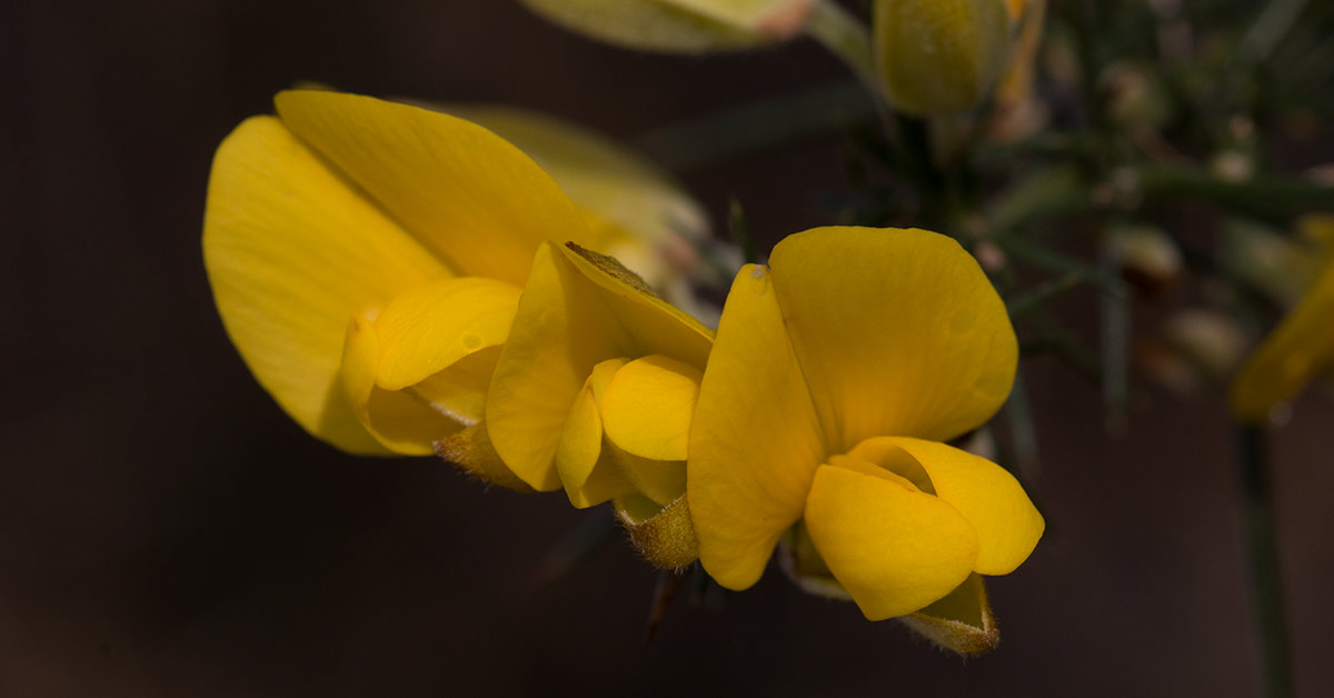 How to Identify Gorse | A Comprehensive Guide