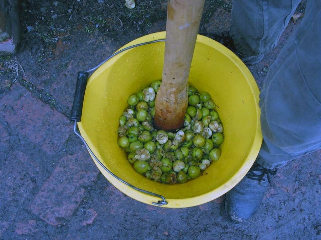 How to grow Aspen - Grow Native Trees from Seed