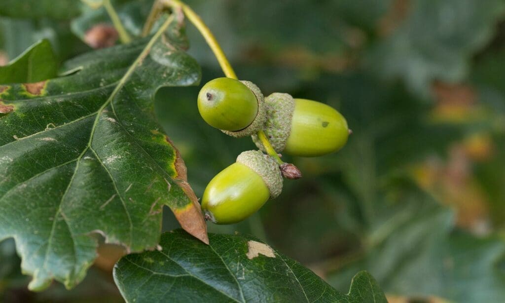 Grow Oak Trees from Acorns - Pedunculate Oak from Seed