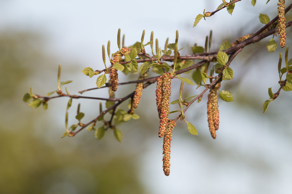 How to Identify Downy Birch Trees | A Comprehensive Guide
