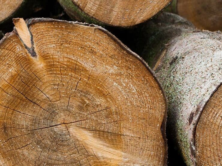 Grow Native Trees from Seed