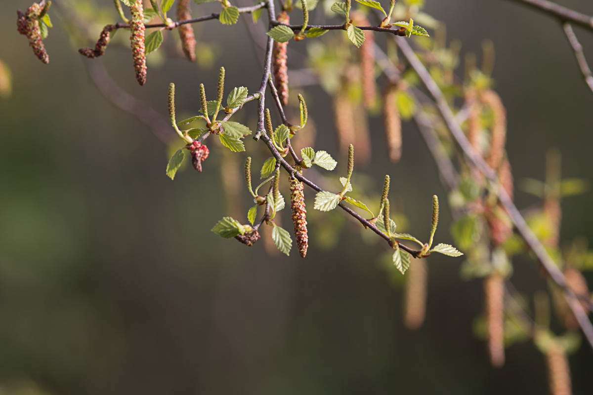 How to identify the Silver birch tree (Betula pendula) in a few easy steps