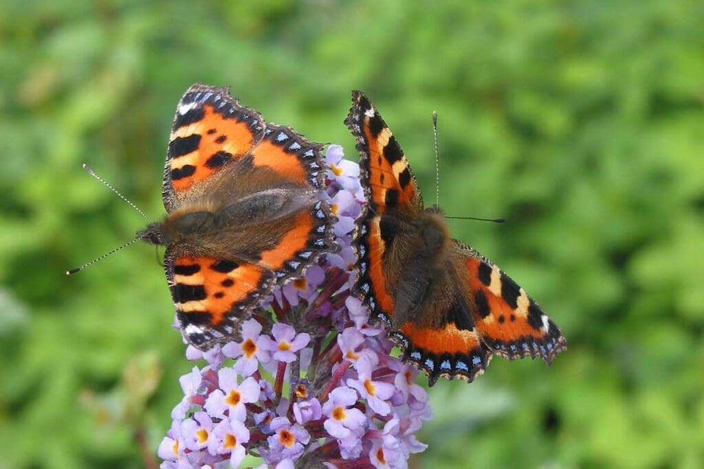 Native spring-flowering bulbs for wildlife - nativetreesfromseed.com