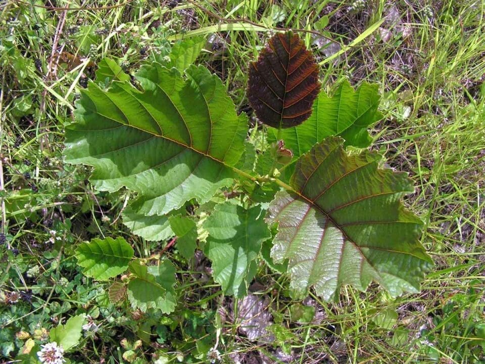 Grow Alder Trees From Seed - A Simple Recipe to Success