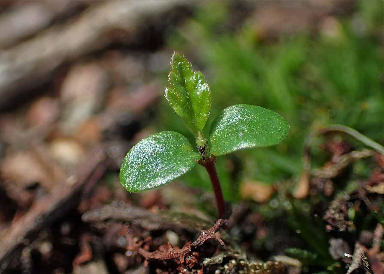 Grow Alder Trees From Seed - A Simple Recipe to Success