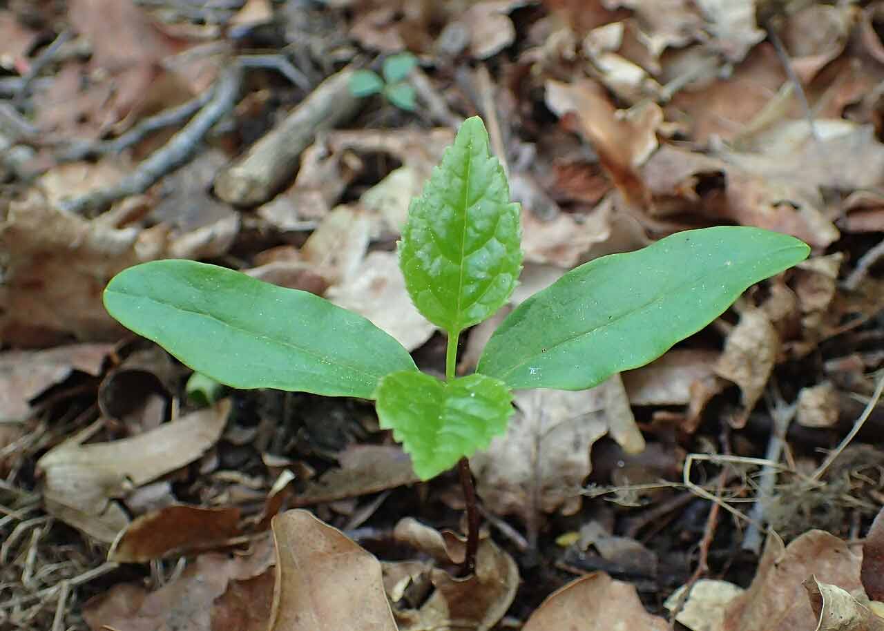 Grow Ash Trees From Seed - A Simple Recipe to Success