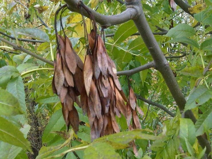 Grow Ash Trees From Seed - A Simple Recipe to Success