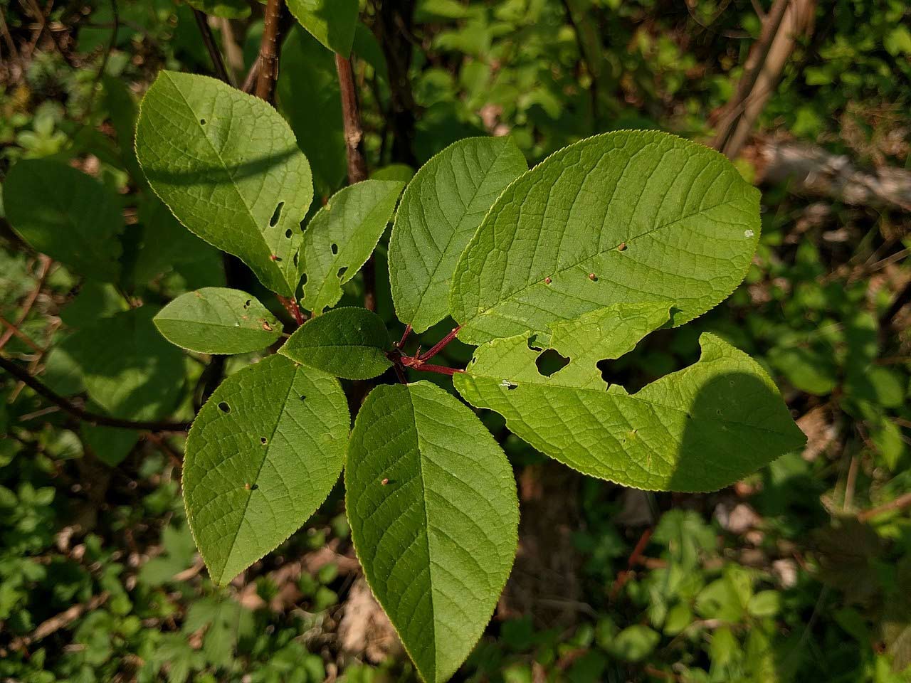 How to identify Bird Cherry - nativetreesfromseed.com