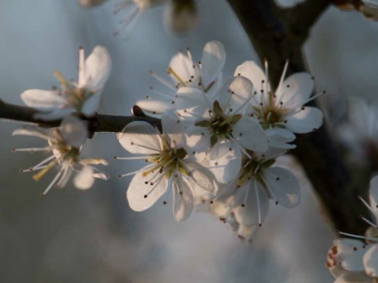 How To Identify Blackthorn (Prunus spinosa)