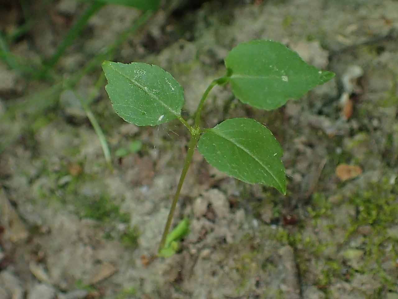 Grow Blackthorn From Seed - A Simple Recipe to Success