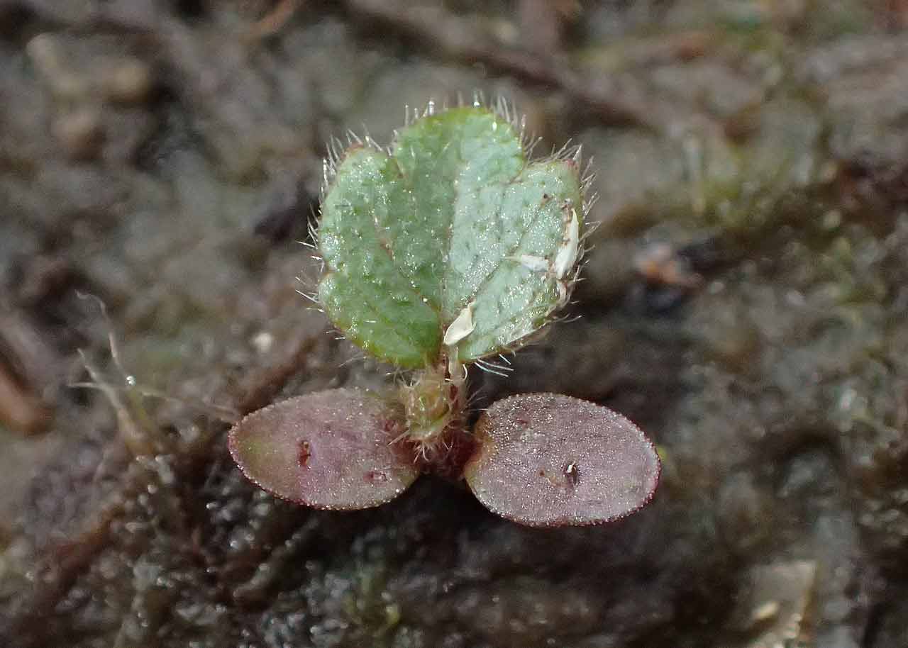 Grow Downy Birch Trees From Seed - A Recipe to Success