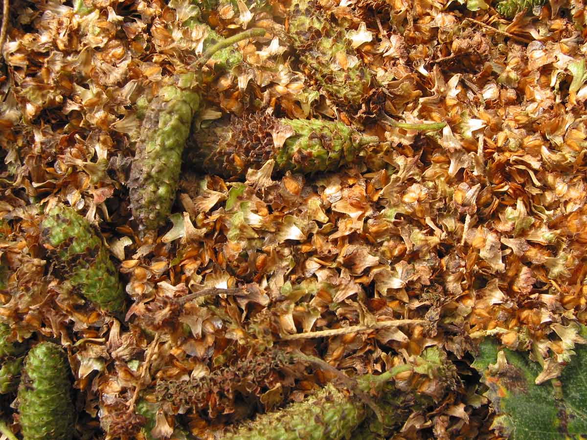 How to Extract Different Types of Tree Seed Ready to Grow