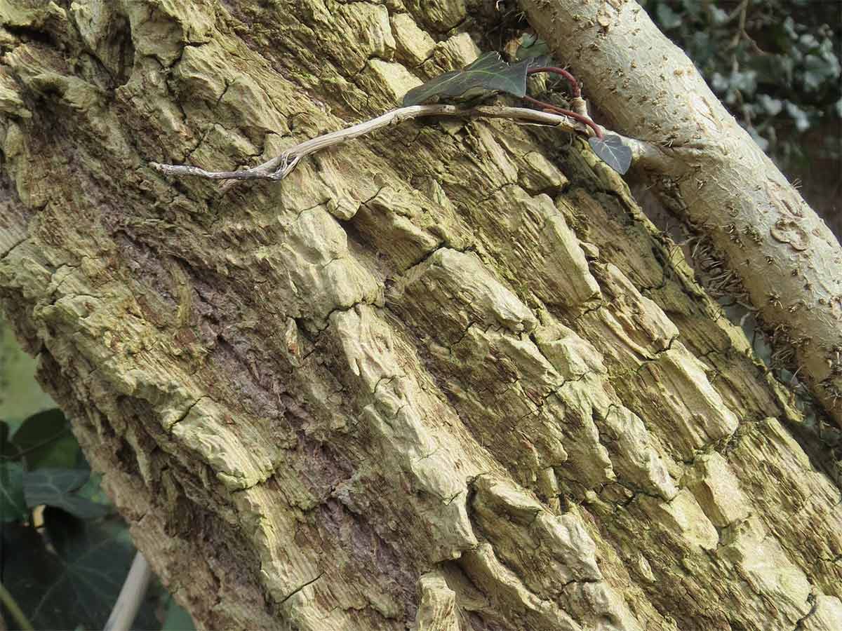 How to Identify Elder (Sambucus nigra)