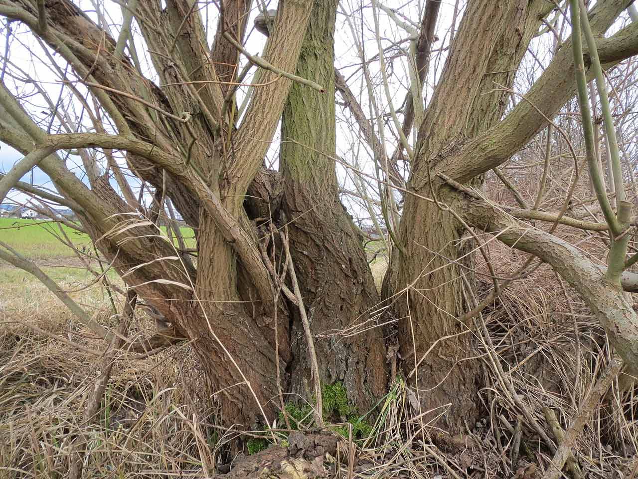 How to identify Goat Willow - Grow Native Trees from Seed
