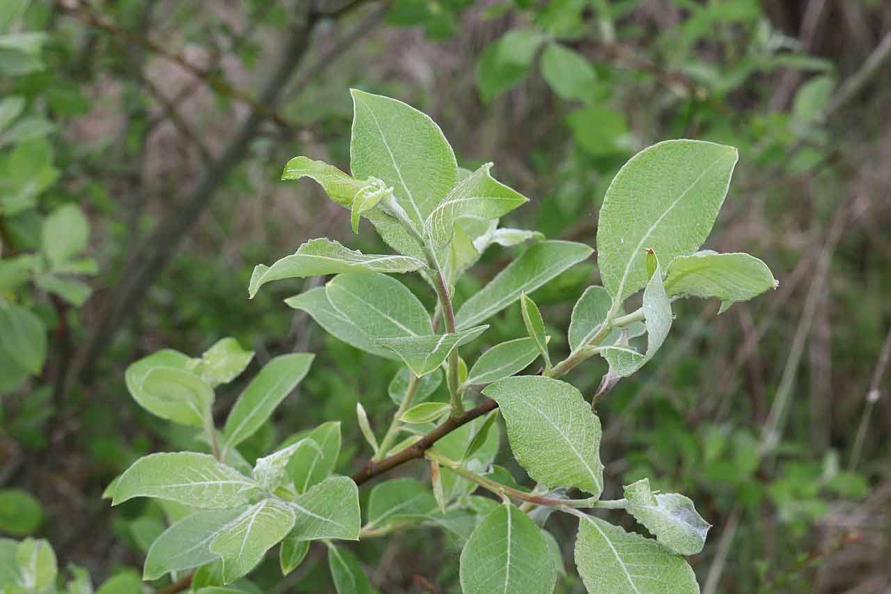 How to identify Goat Willow - Grow Native Trees from Seed