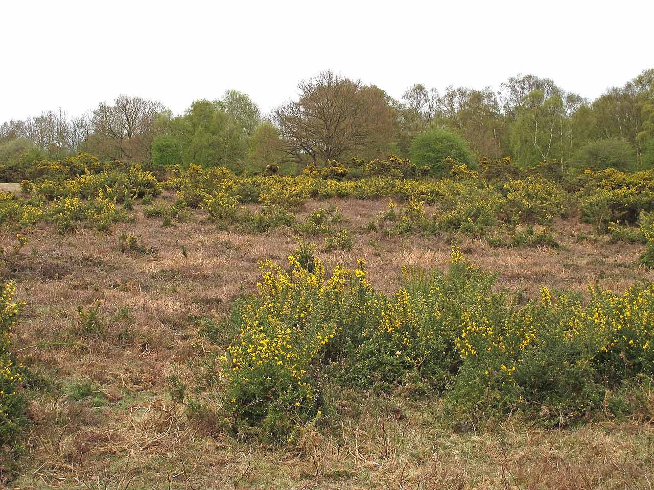 Gorse - How To Identify - A Quick and Easy Guide