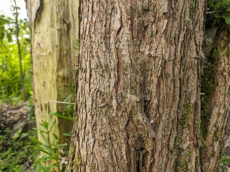 How to Identify Hawthorn (Crataegus monogyna)