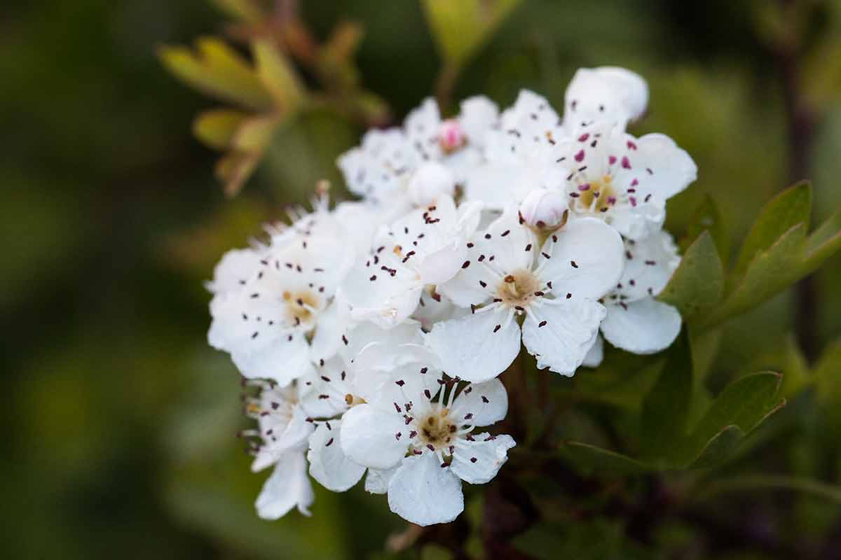 How to Identify Hawthorn (Crataegus monogyna)