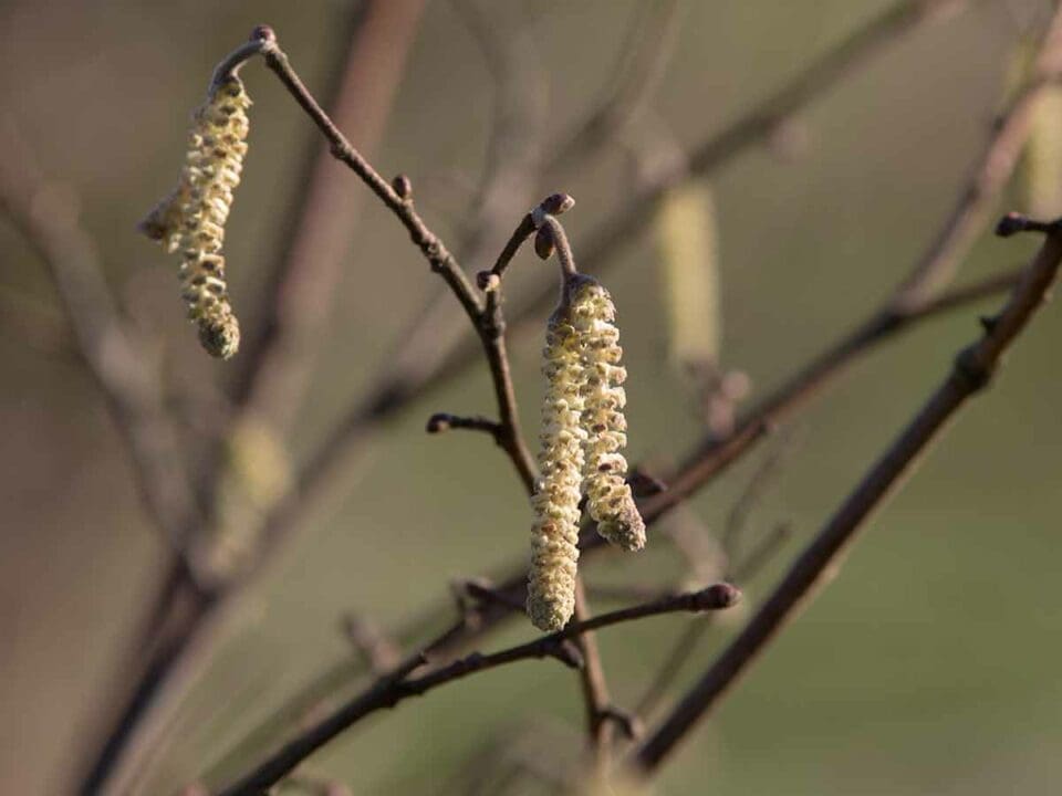 Native trees in your garden - nativetreesfromseed.com