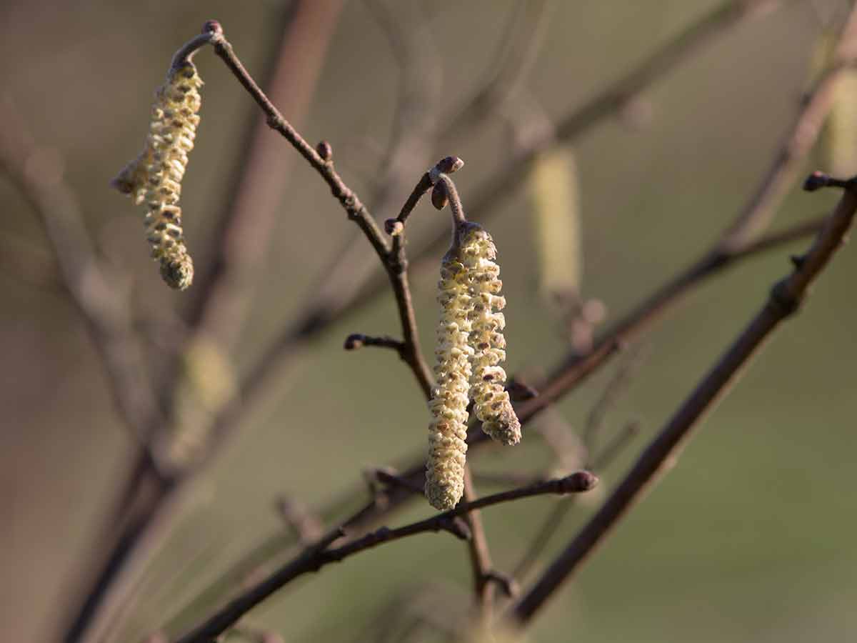How to identify the hazel - an understorey tree in European woodland