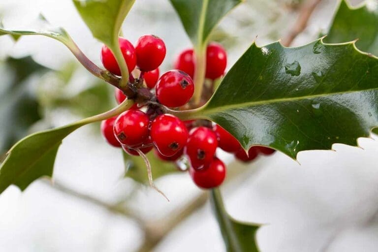 How to Grow Holly Trees From Seed - A Recipe to Success