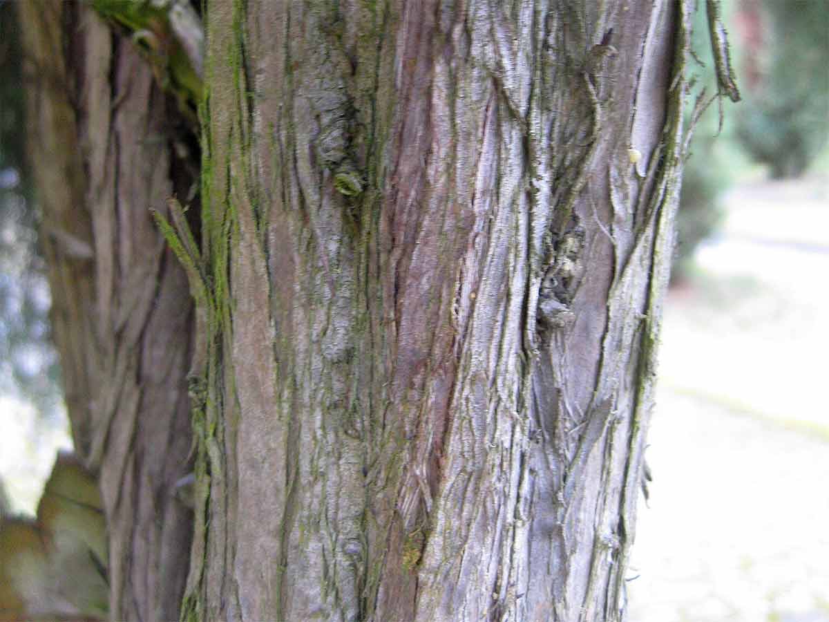 How to identify Juniper - Grow Native Trees from Seed