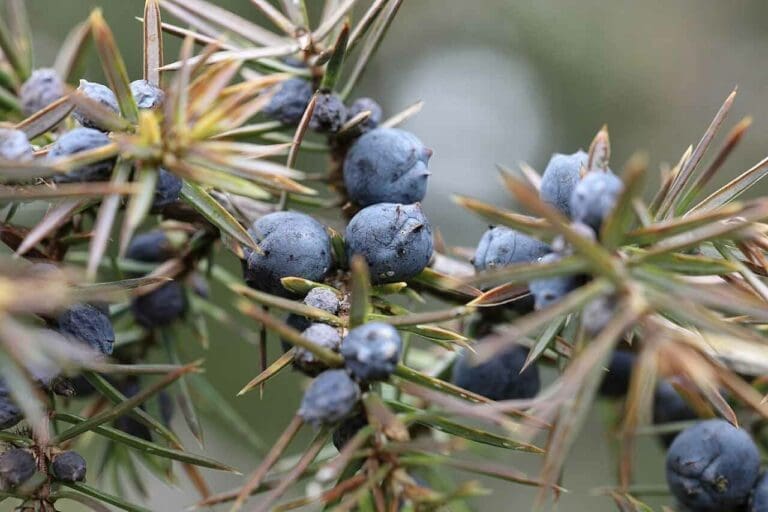 How to grow Juniper - nativetreesfromseed.com