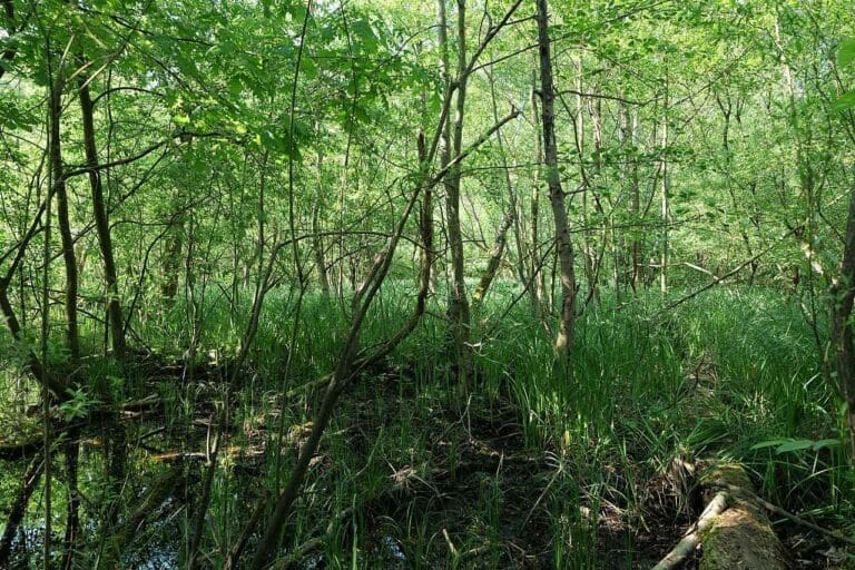 How to Identify Ash Trees | A Comprehensive Guide