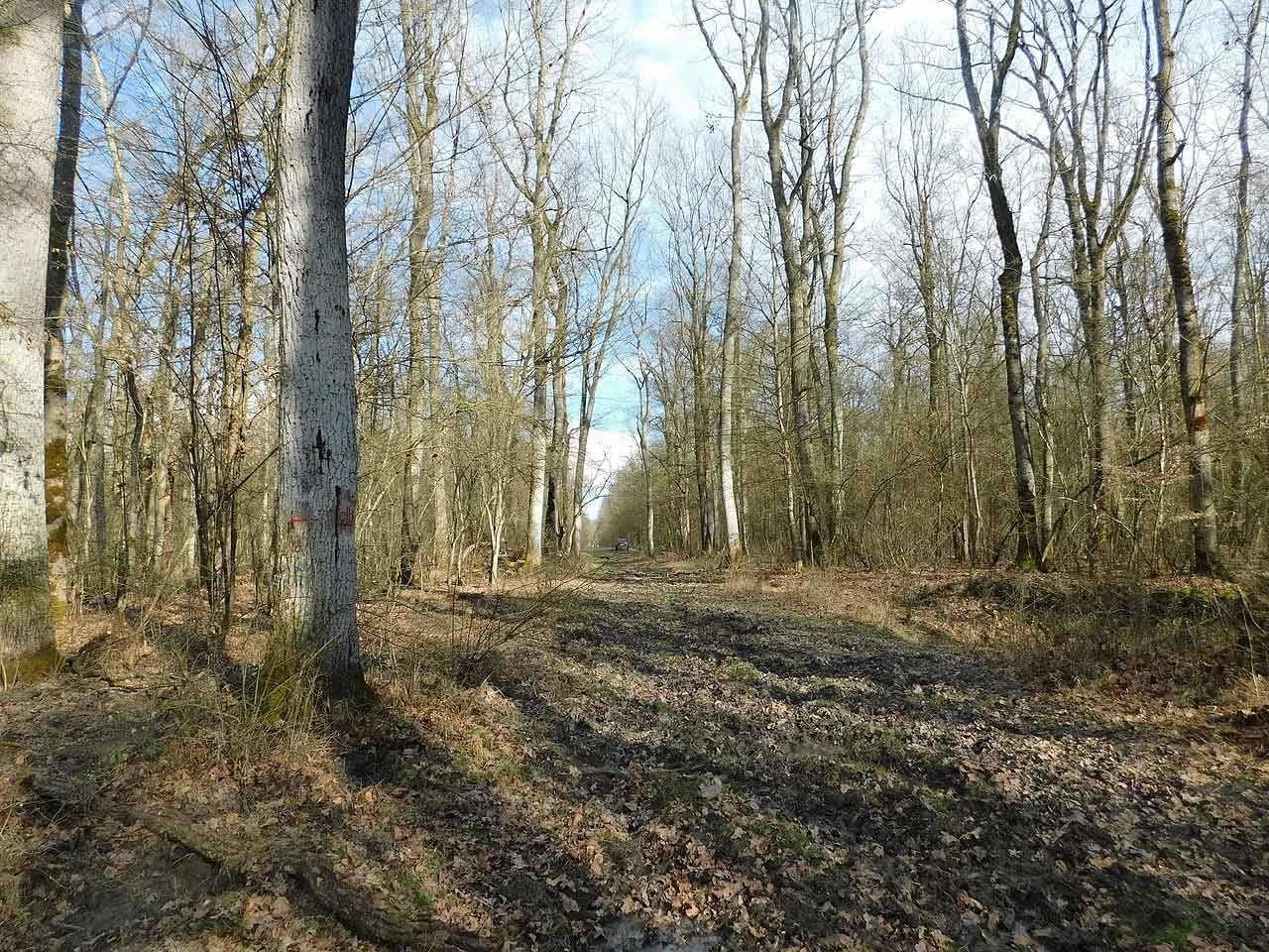 How to identify Pedunculate Oak - Grow Native Trees from Seed