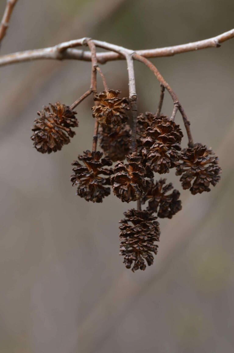 Grow Alder Trees From Seed - A Simple Recipe to Success