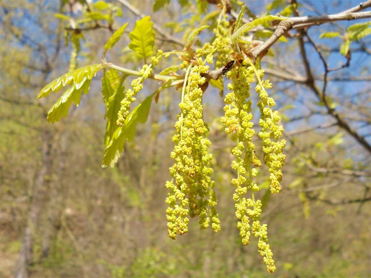 How to identify Sessile Oak - Grow Native Trees from Seed