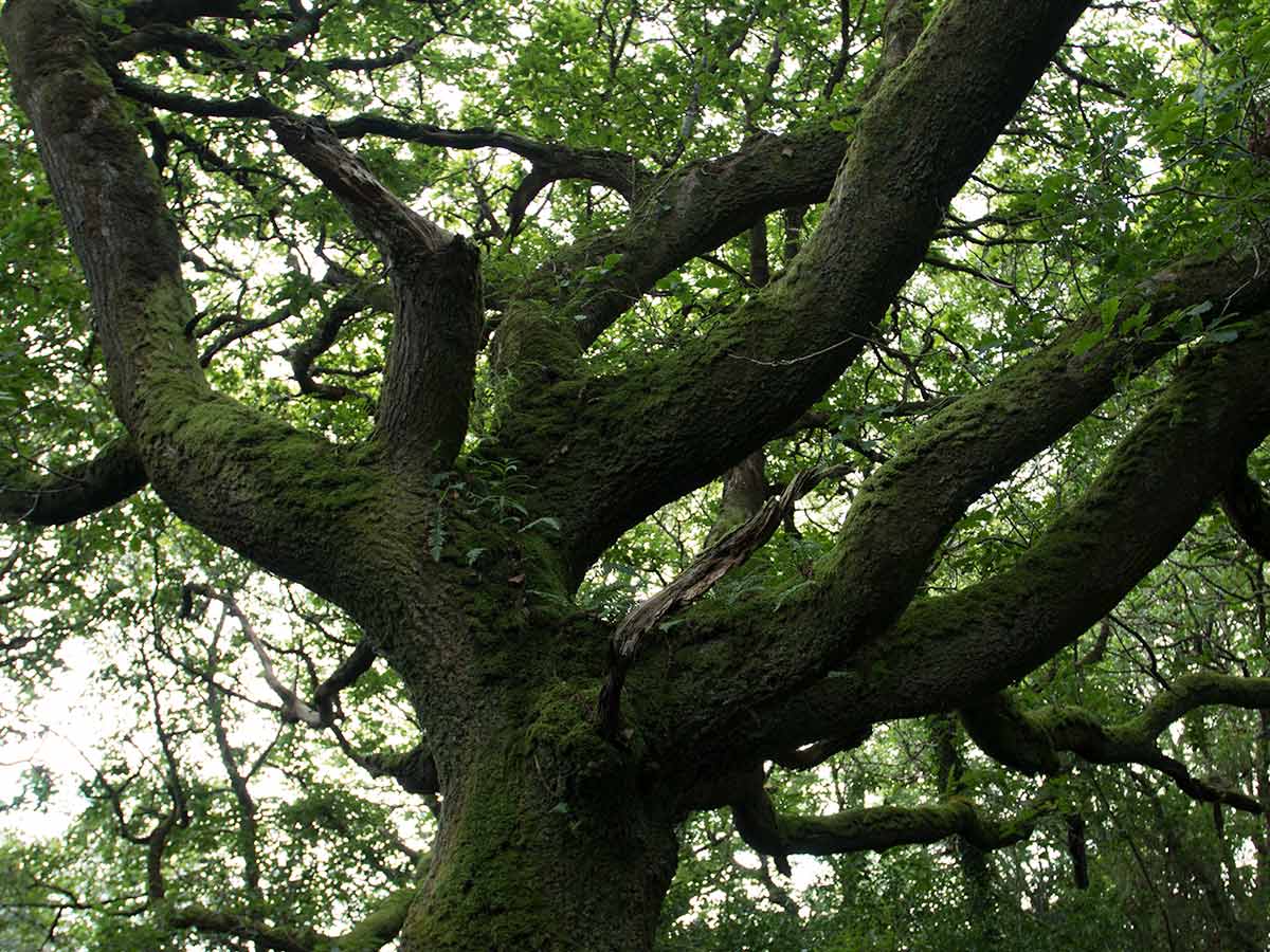 How to identify Sessile Oak - Grow Native Trees from Seed
