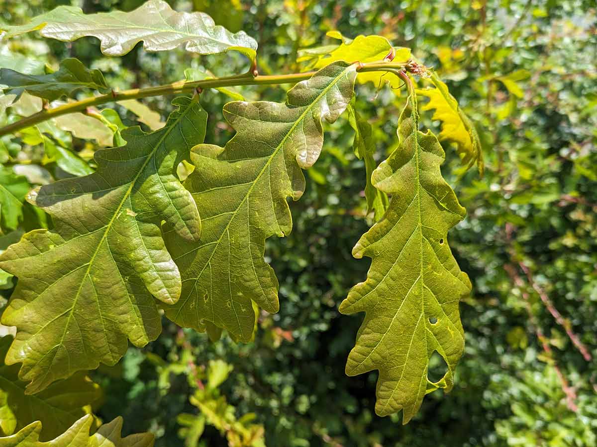 How to identify Sessile Oak - nativetreesfromseed.com