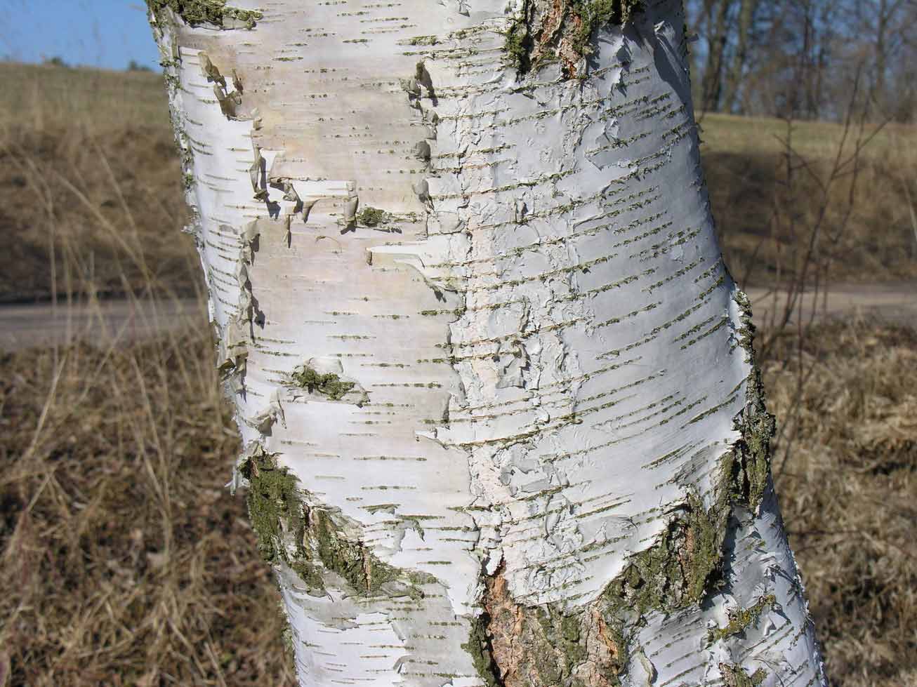 How to identify the Silver birch tree (Betula pendula) in a few easy steps