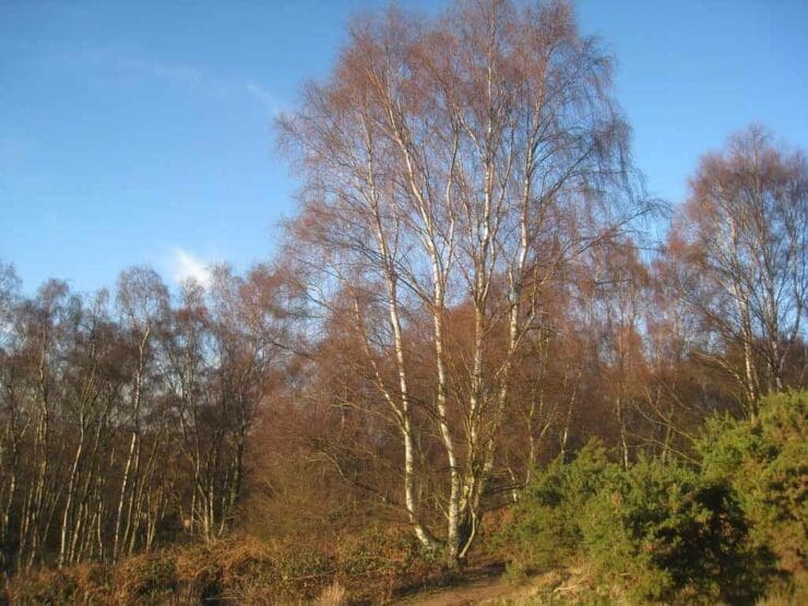 How to identify the Silver birch tree (Betula pendula) in a few easy steps