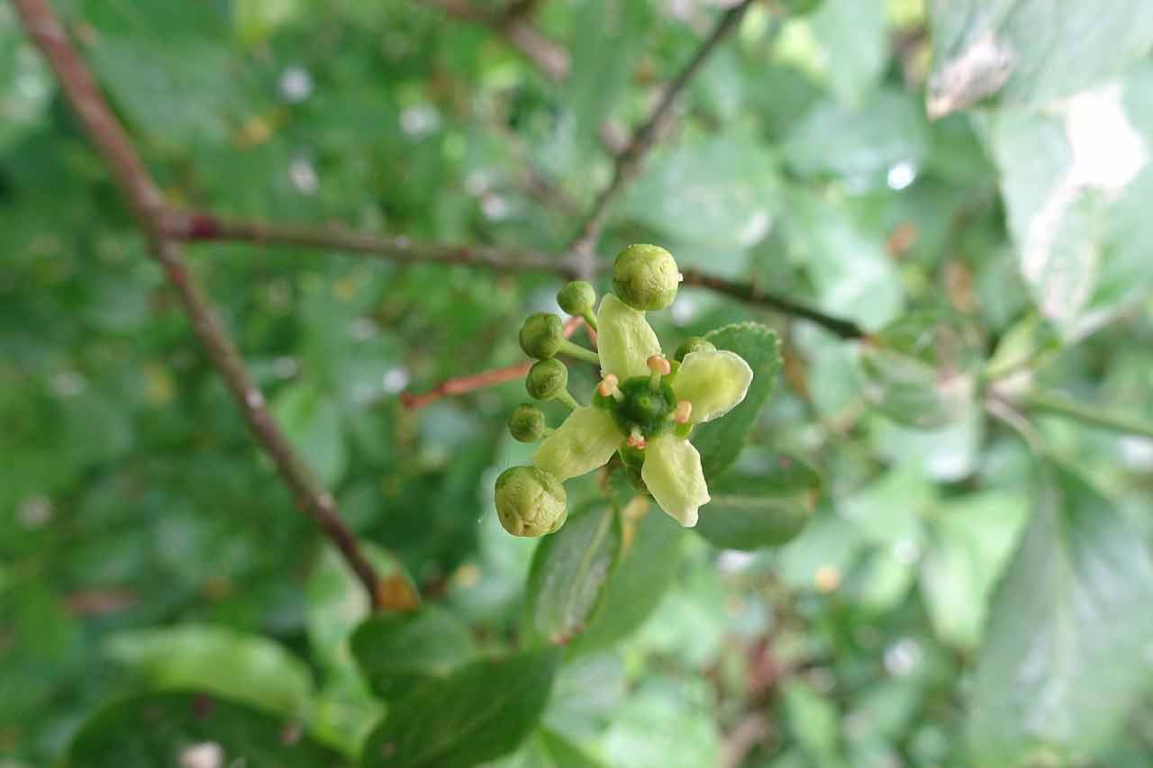 How to identify Spindle - Grow Native Trees from Seed
