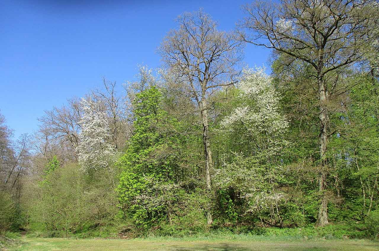 How to Identify a Wild Cherry Tree (Prunus avium)