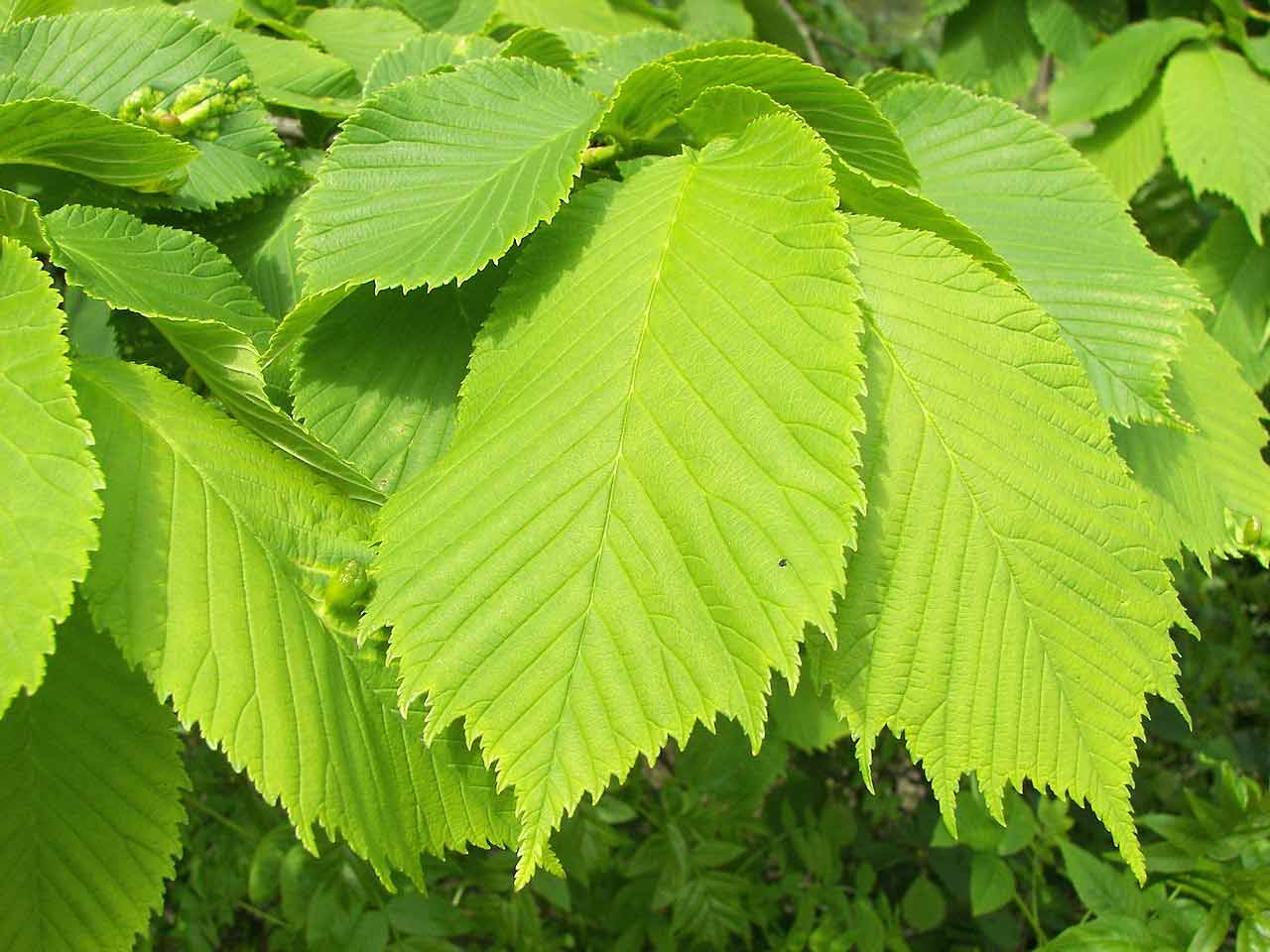 Wych Elm (Ulmus glabra) | How to Identify Wych Elm