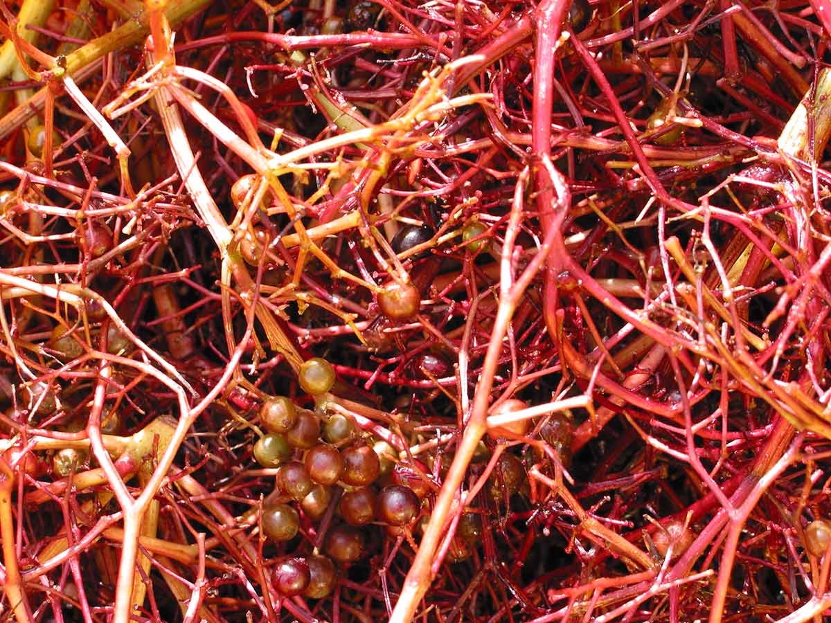 How to grow Elder - Grow Native Trees from Seed