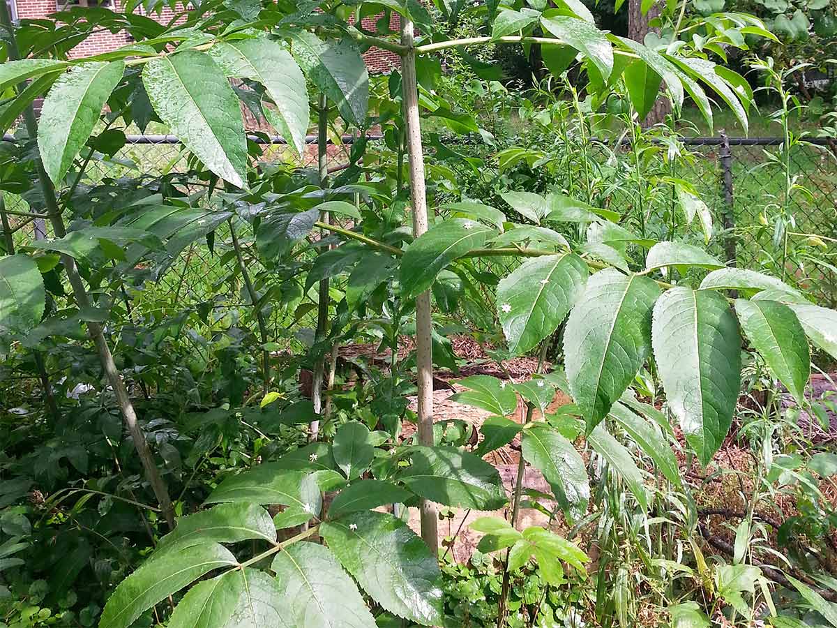 How to grow Elder - Grow Native Trees from Seed