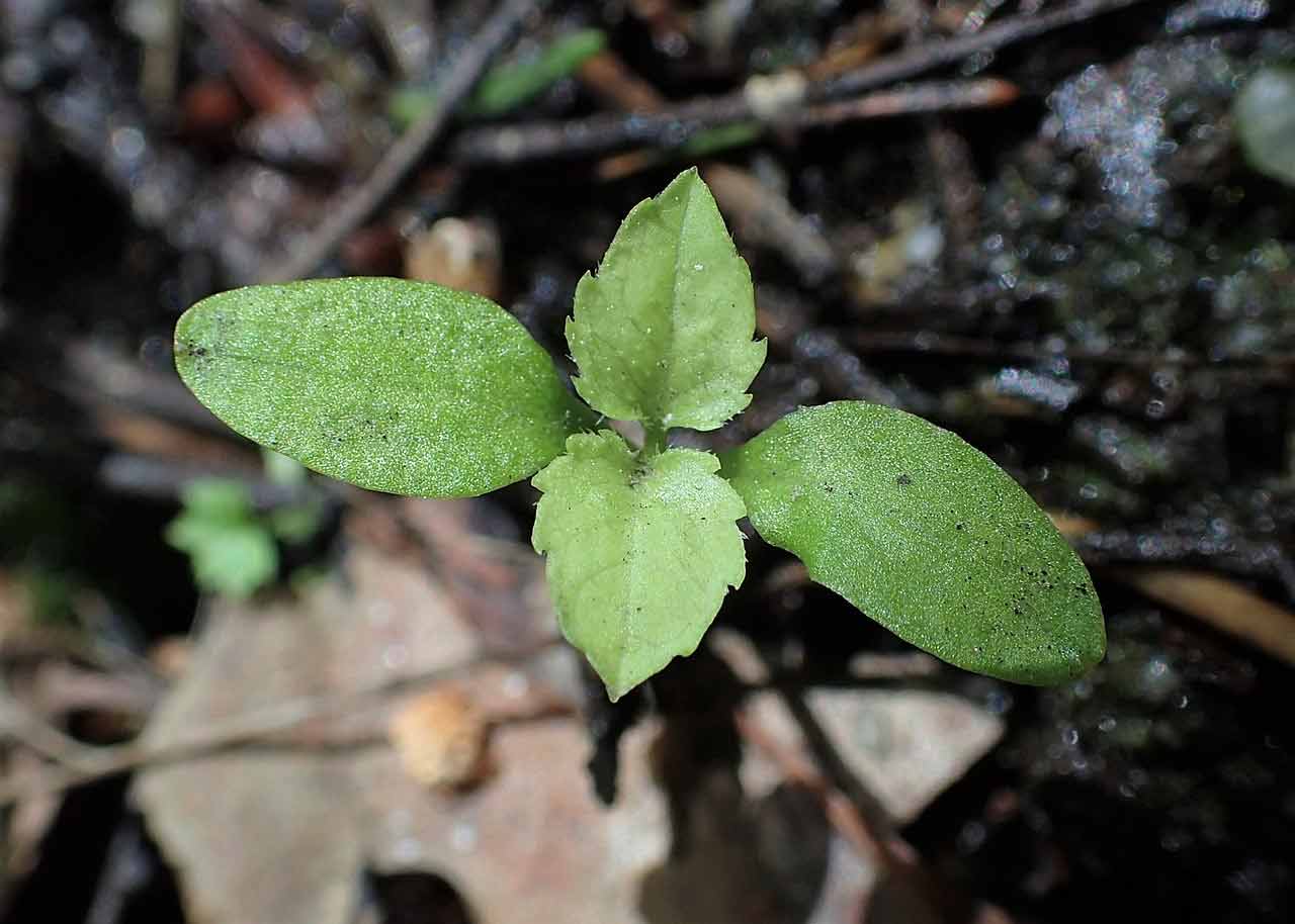How to grow Elder - Grow Native Trees from Seed