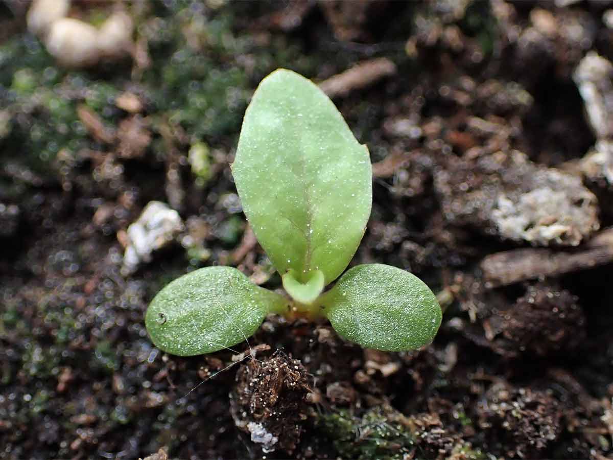 How to grow Goat Willow - Grow Native Trees from Seed