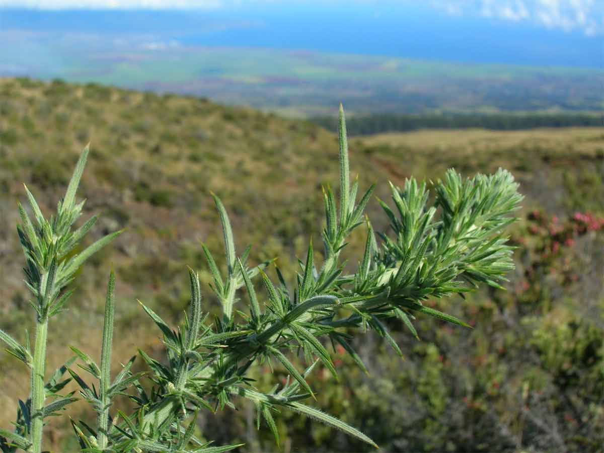How to grow Gorse - Grow Native Trees from Seed