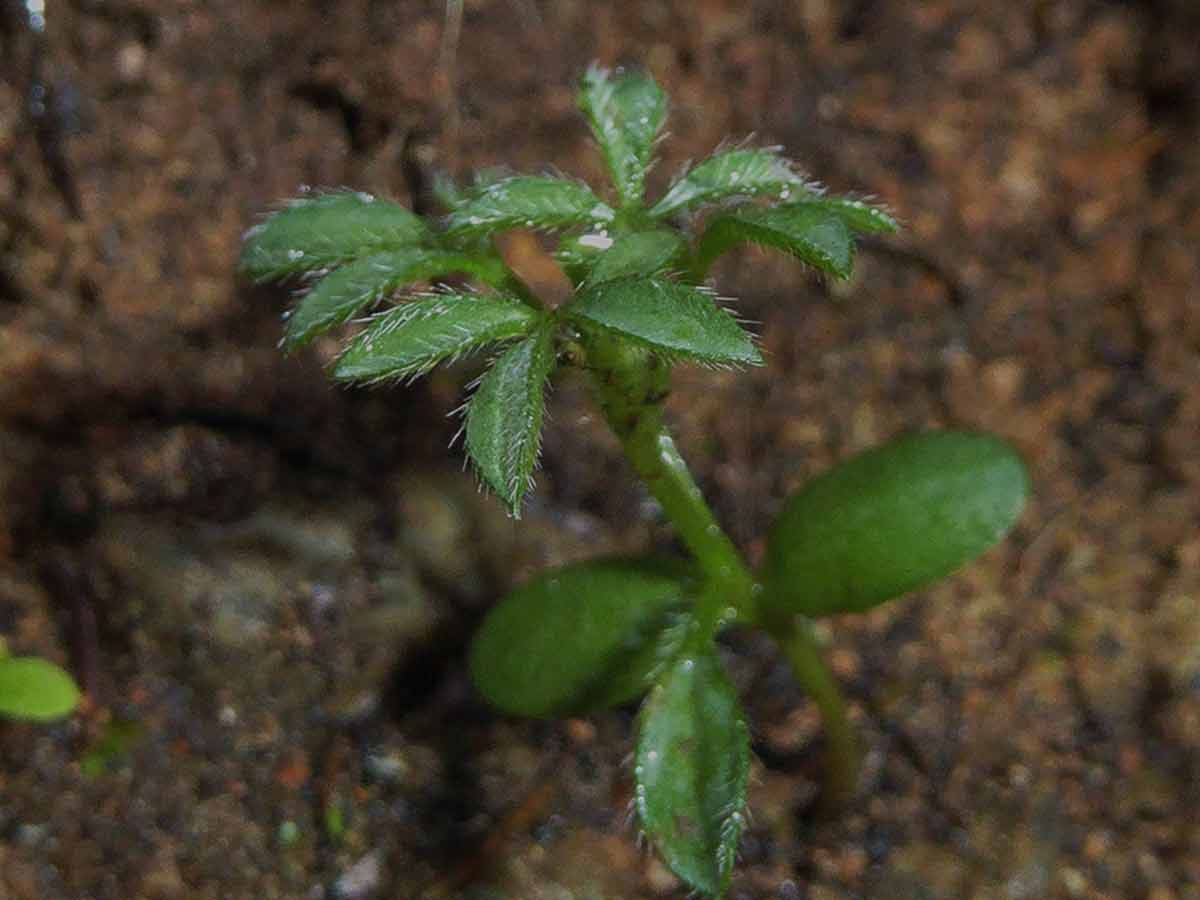 How to Grow Gorse | A Comprehensive Guide