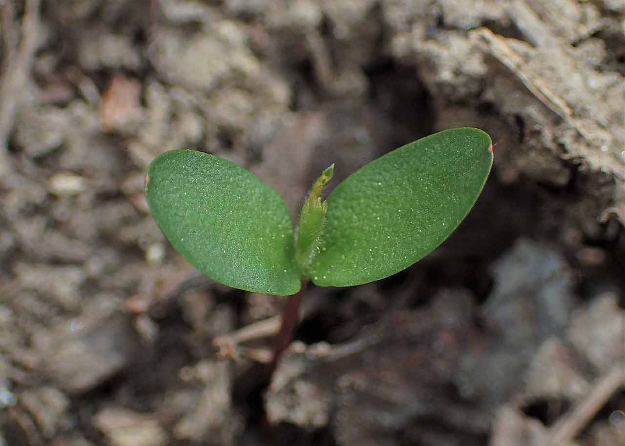 How to Grow Hawthorn From Seed - A Recipe to Success