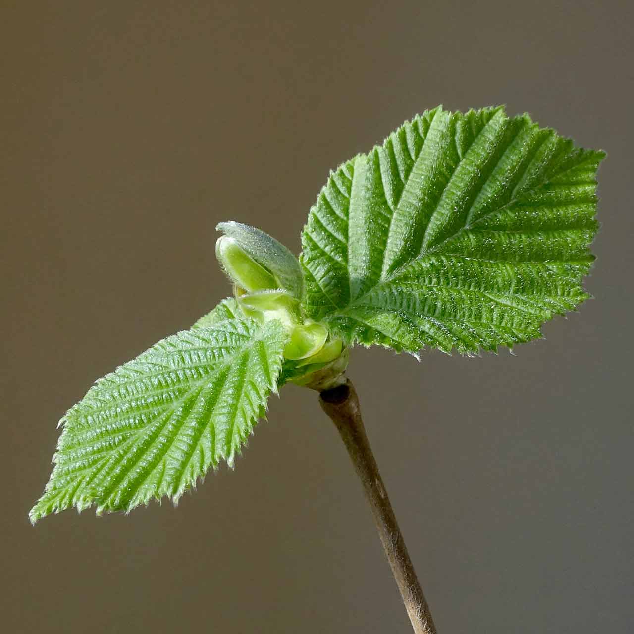 How to Grow Hazel Trees From Seed - A Recipe to Success